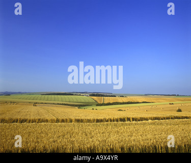 WHEAT FIELD WILTSHIRE ENGLAND UK Stock Photo - Alamy