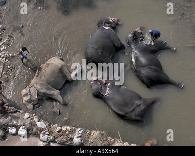 overhead shot of Indian Elephants being washed in a river by their ...