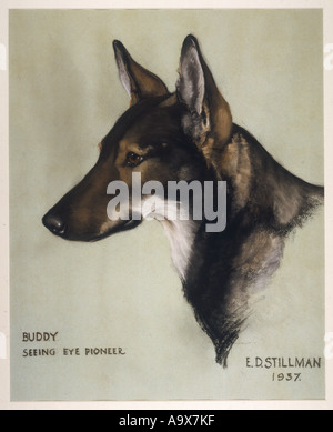 'Buddy', guide dog of Morris Frank of Tennessee, the first dog trained ...