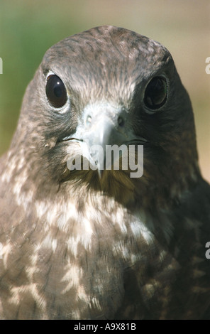 Saker Falcon Falco Cherrug Altai Russia Stock Photo - Alamy