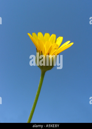 field marigold (Calendula arvensis), inflorescence (capitulum Stock ...