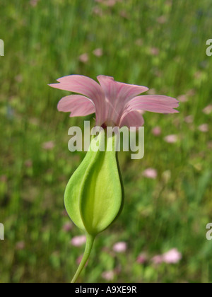 cow basil, cowcockle (Vaccaria hispanica, Vaccaria pyramidata ...
