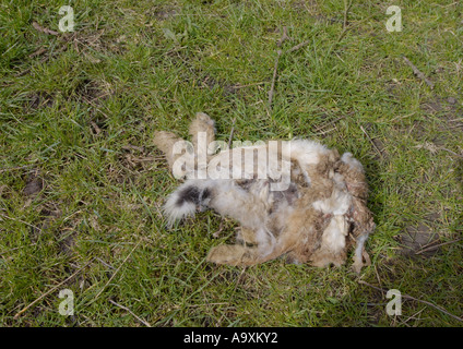 A dead bunny in the grass Stock Photo - Alamy