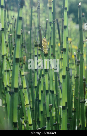 Macro view of scouring rush horsetail (Equisetum hyemale) shoots in ...