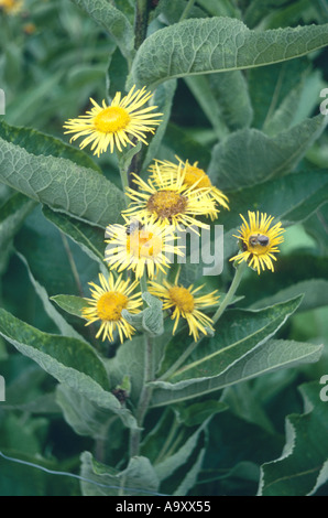 Elecampane flower (Inula helenium Stock Photo - Alamy