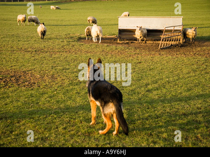German Shepherd dog watching sheep Stock Photo - Alamy