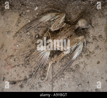 A corpse of dead crow Stock Photo - Alamy