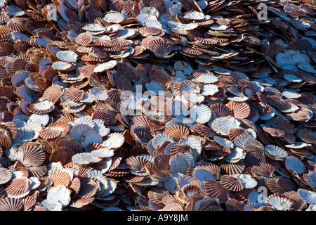 Heap of scallop shells as a background texture Stock Photo - Alamy