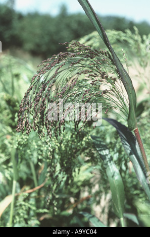 Common millet (Panicum miliaceum Stock Photo - Alamy