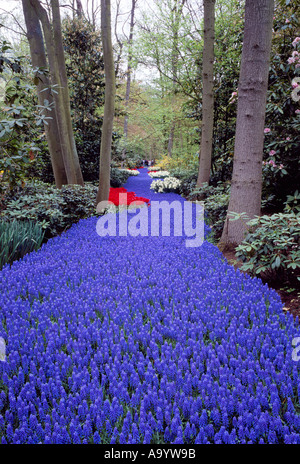 River of blue grape muscari hyacinths interspersed with red tulips at ...