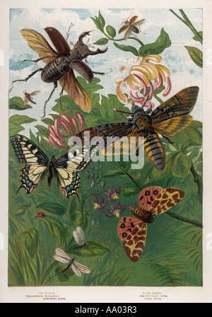 BEETLES AND BUTTERFLIES Stock Photo - Alamy