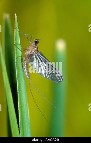 The mayfly (order Ephemeroptera Stock Photo - Alamy