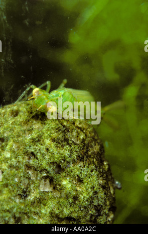 Common Coenagrion, Coenagrion puella. Aquatic nymph on pond, underside ...