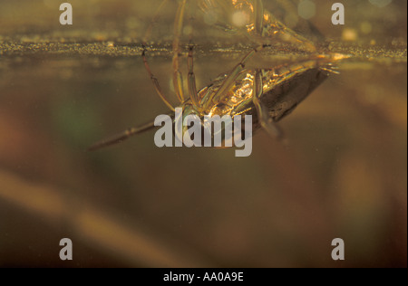 Backswimmer, Notonecta viridis. On pond Stock Photo - Alamy