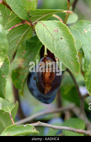 pflaumen am baum plum tree Stock Photo - Alamy
