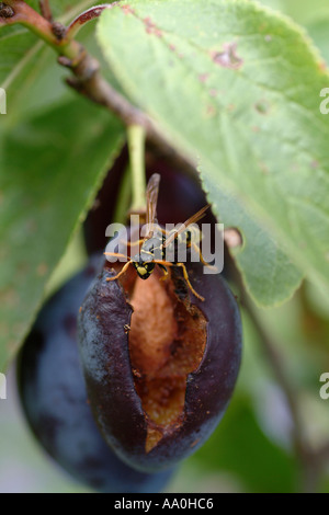 pflaumen am baum plum tree Stock Photo - Alamy