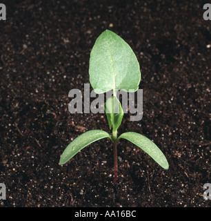 Black bindweed Bilderdykia convolvulus young plant Stock Photo - Alamy