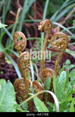 A damp fern in the forest spring undergrowth fills the frame with a sea ...