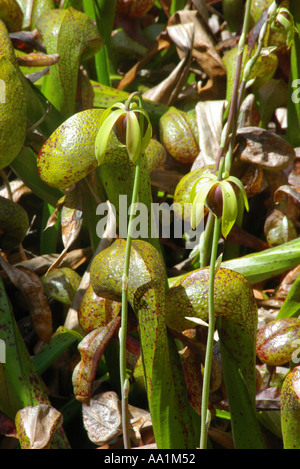 insectivorous plant Cobra Lily Darlingtonia californica with bog ...