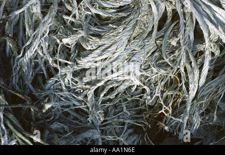 Broken manila rope strands Stock Photo - Alamy