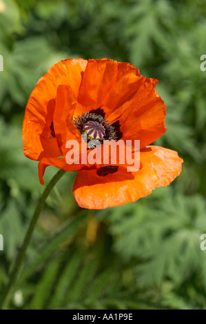 Vertical poppy single head Stock Photo - Alamy
