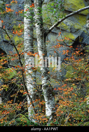 Rocks covered by the moss in autumn on a stream with the rapids, Zeleni vir, Croatia Stock Photo ...