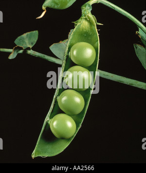 Four seeds of the pea plant Pisum sativum showing different stages of ...