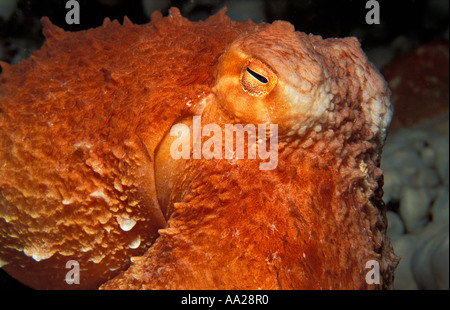 USA, Pacific Northwest. Giant pacific octopus, or octopus doleini ...