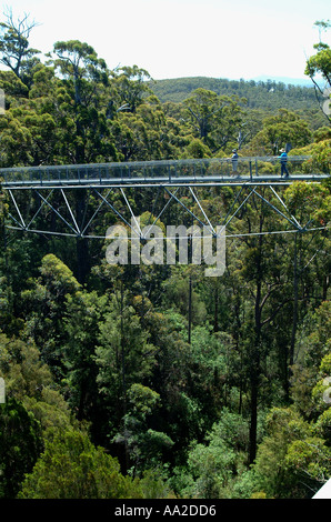 Tree Top Walk, near Pemberton, Western Australia. View straight down ...