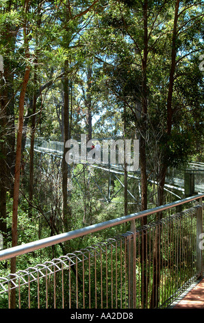Tree Top Walk, near Pemberton, Western Australia. View straight down ...