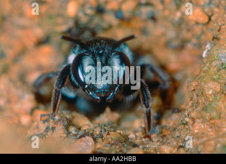 Mining Bee, Family Andrenidae. at nest. Front view Stock Photo - Alamy