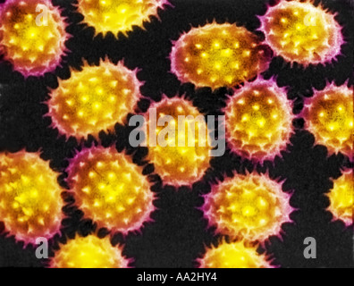scanning electron micrograph of pollen grain Stock Photo - Alamy
