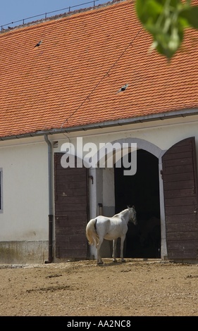 Lippizaner horse in horse stable in Lipica Stock Photo - Alamy