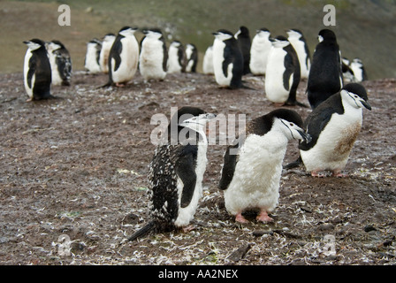 Chinstrap penguins (Pygoscelis antarctica). This bird feeds almost ...