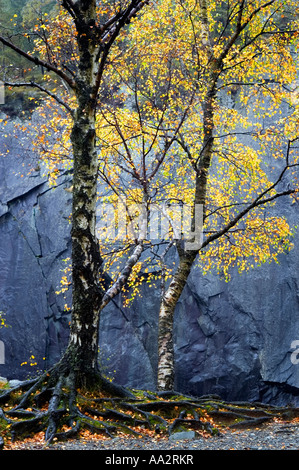 fall at hodge close quarry Stock Photo - Alamy