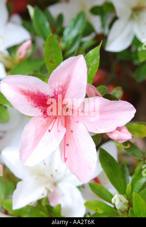 Bonsai Trees Azalea in bloom miniature plant Stock Photo - Alamy