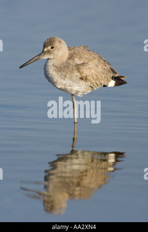Willet standing on one leg at Huntington Beach, California Stock Photo ...