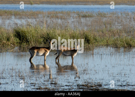 Red Lechwe in Chobe River Chobe National Park Botswana Southern Africa ...