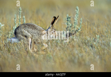 Whitetail Jackrabbit - Prairie Hare - White Jack - in the snow (Lepus ...