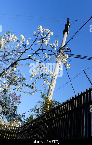 cherry blossom in spring Belgrade Serbia Stock Photo - Alamy