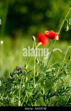 red poppies in cherry orchard spring Stock Photo - Alamy