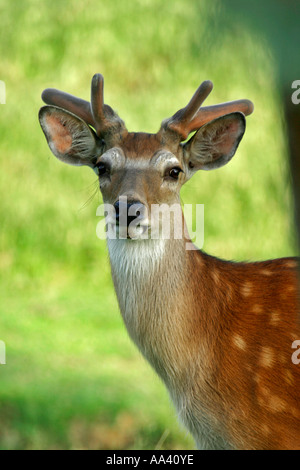 Head portraits of a young fallow deer, looking into camera Stock Photo ...