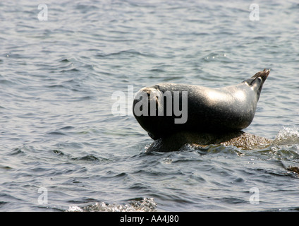 Seal Brodick Bay Isle of Arran Stock Photo - Alamy