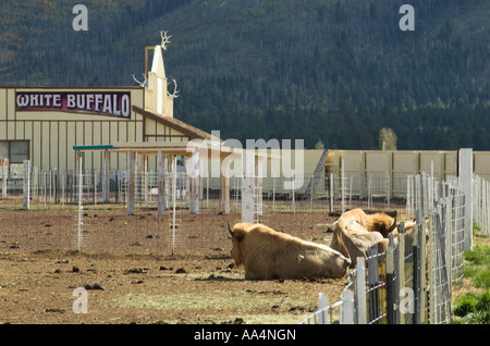 White Buffalo at Spirit Mountain Ranch outside of Flagstaff Arizona USA ...