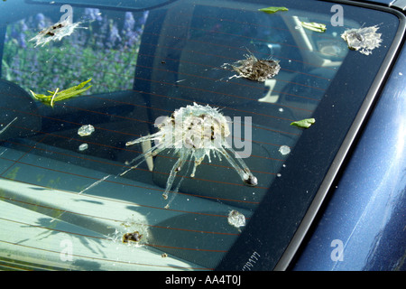 Bird pigeon droppings on car windshield that has been long-term parked ...