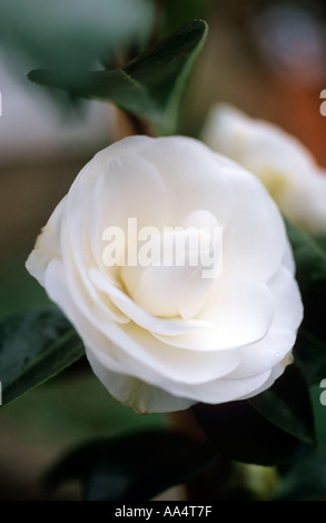 WHITE CAMELIA JANET WATERHOUSE GROWING IN GARDEN Stock Photo - Alamy