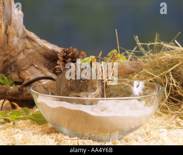 degu taking a bath of sand / octodon spp Stock Photo - Alamy