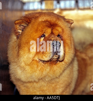 A Chow Chow dog with a thick furry coat looking up and panting Stock ...