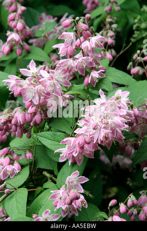 Deutzia x hybrida Magicien in early June Stock Photo - Alamy