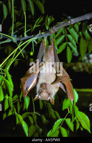 Peters' epauletted fruit bat (Epomophorus crypturus), hanging in a tree ...